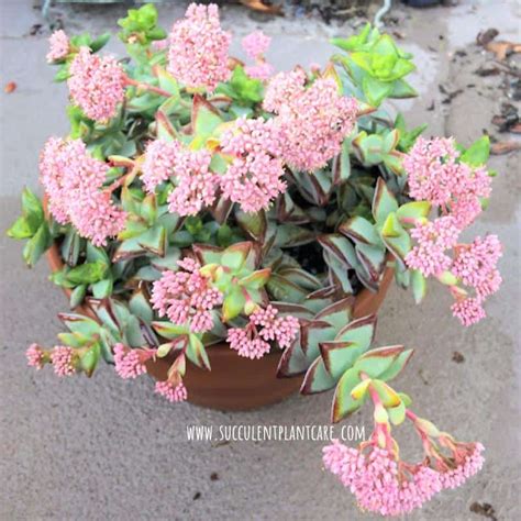 Tall Plant With Tiny Pink Flowers Best Flower Site
