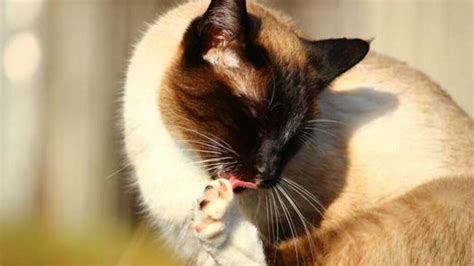 Por qué mi gato no quiere comer y huele mal Animales Wiki