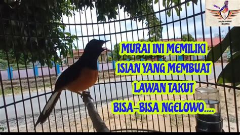 Murai Batu Borneo Gacor Isian Nya Membuat Lawan Takut Youtube