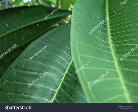 89 Structure Dicot Leaf Images Stock Photos Vectors Shutterstock