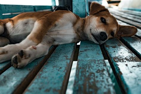 Vómito Amarillo en Perros Causas Tratamientos y Más PTM