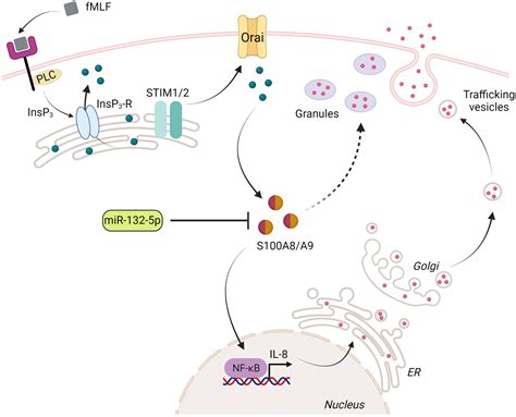 Frontiers Mirna P Mediates A Negative Feedback Regulation Of Il