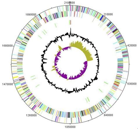 Graphical Circular Map Of The Chromosome From The Outside To The