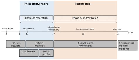 Avortements Chez La Truie Aide Au Diagnostic Arsia Asbl