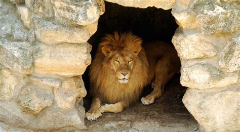 Top 30 Imagen Daniel En Foso De Leones Abzlocal Mx