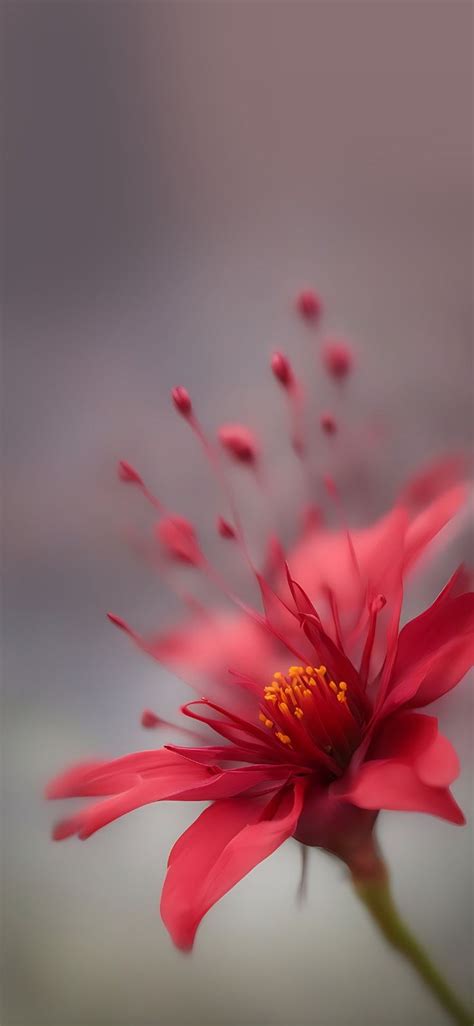 Pin By Gerhard On Just Beautiful In 2024 Floral Wallpaper Phone