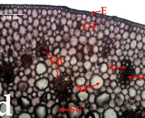 A F Anatomical Features Of Eichhornia Crassipes Showing The Adaxial