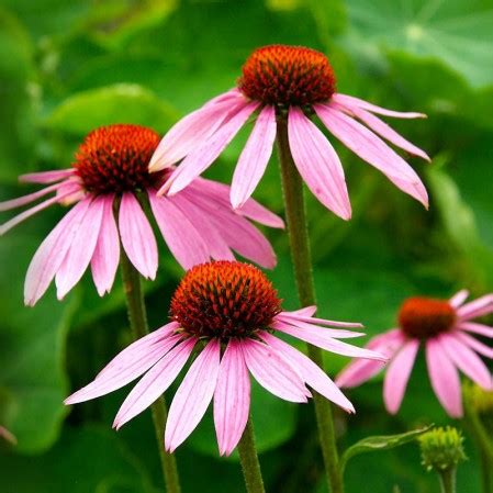 Purple Coneflower Seeds Echinacea Purpurea Seeds