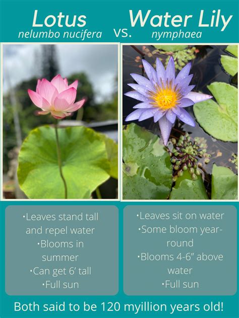 Lotus Vs Water Lily Garden Ponds Nursery