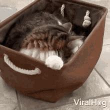 Spinning Cat Viralhog Spinning Cat Viralhog Cat Helping To Clean