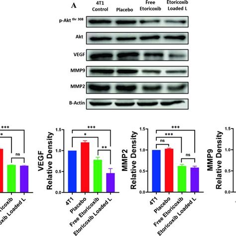 Immunoblotting Results Of Tumor Tissue A Representative Images Of