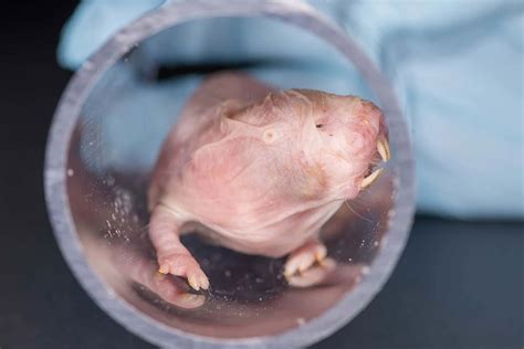 The Long Strange Life Of The Worlds Oldest Naked Mole Rat Wired