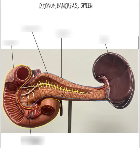 Duodenum Pancreas Spleen Diagram Quizlet