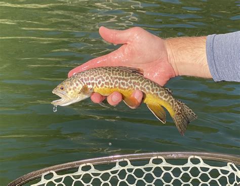 Best Tiger Trout Images On Pholder Fishing Flyfishing And