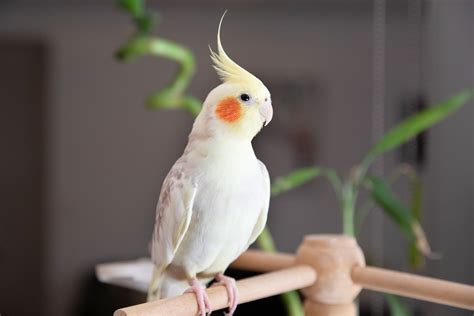 Small Parrot Types
