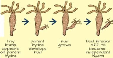 Budding In Hydra Labelled Diagram