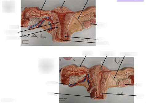 Menstrual Cycle Model Uterine Cycle Menstrual Proliferative Phases