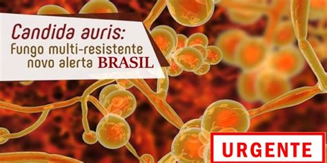 URGENTE Candida Auris Anvisa Entra Em Alerta Extremo A