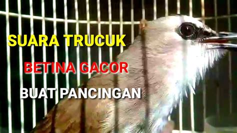 Trucuk Betina Memanggil Jantan Ampuh Buat Pancingan Trucuk Agar Nyaut