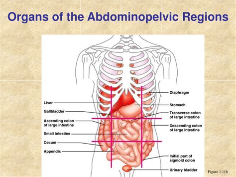 Ppt The Human Body Body Cavities Powerpoint Presentation Free