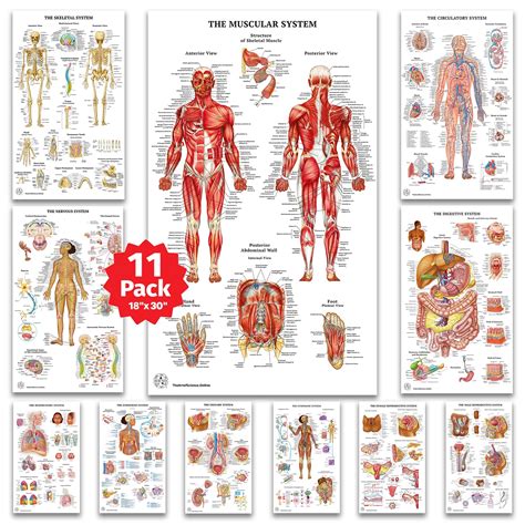 Buy 11 Human Anatomy S Medical S Skeletal Male Female Muscular