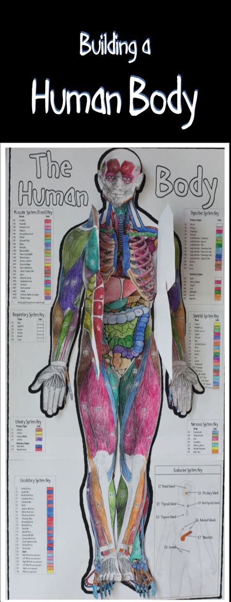 Building A Human Body Bundle Distance Learning Human Body Systems