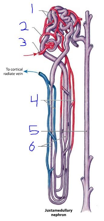 Ch Juxtamedullary Nephron Diagram Quizlet