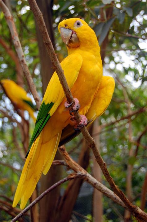 Quais Animais Estão em Extinção na Amazônia