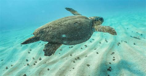 La reproduction et la survie des tortues marines menacées par le