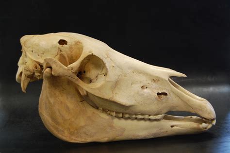 Equine Skull Lateral View Diagram Quizlet