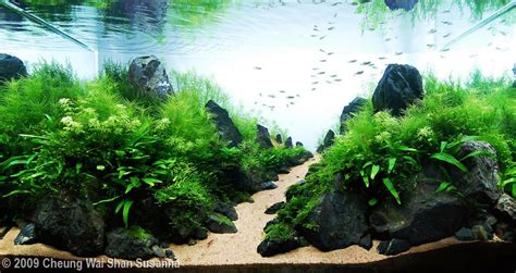 Creating Depth With Plants In An Aquascape Google Search Aquarium