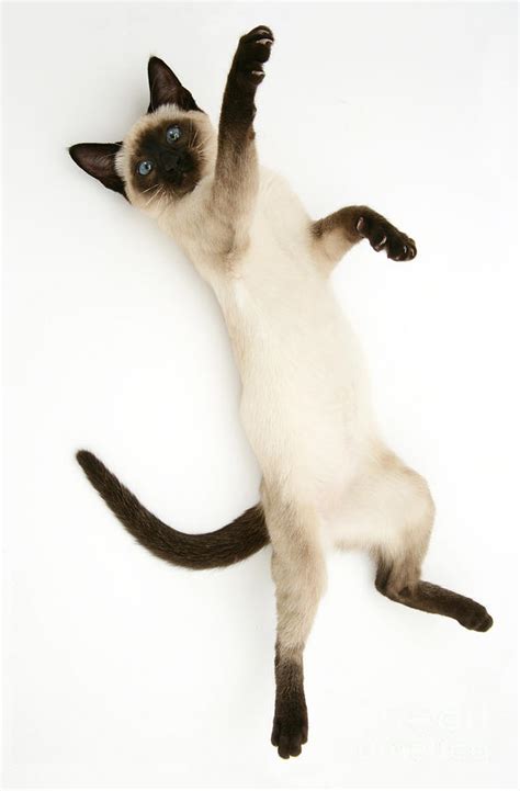 Seal Point Siamese Kitten Photograph By Jane Burton Fine Art America