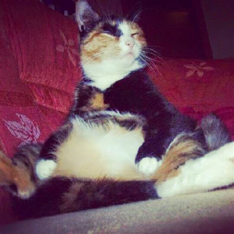 LeStrange World Warum ich gerne eine Katze wäre