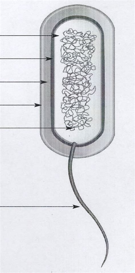 Bakterien Nl Sek E A Diagram Quizlet