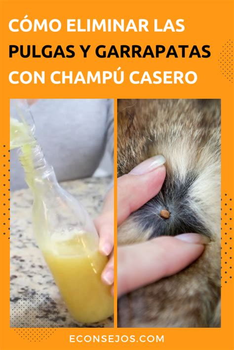 Elimine las pulgas y garrapatas con este champú natural casero