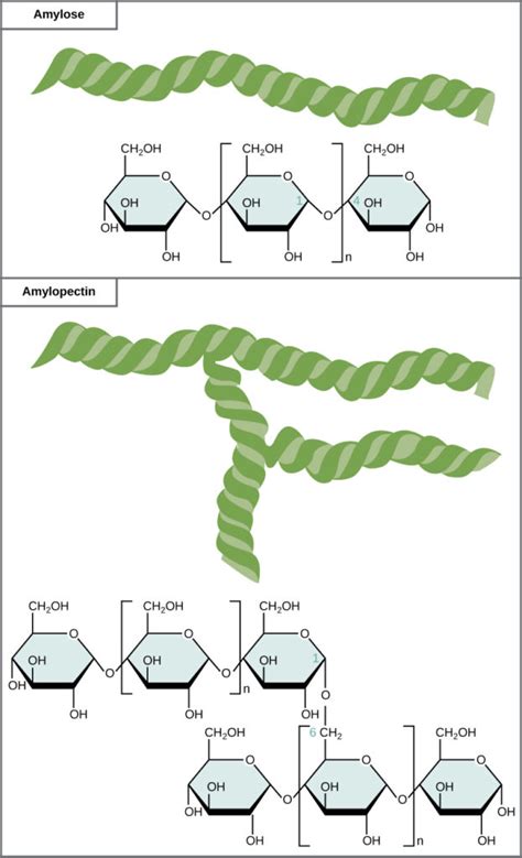 Structure And Function Of Carbohydrates Biology For Non Majors I