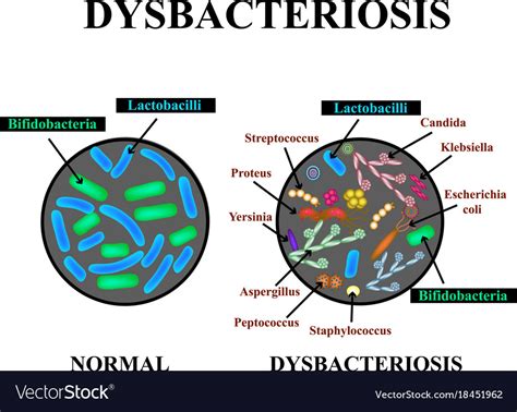 Lactobacillus Diagram