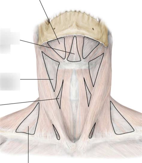 Triangles Of Neck Diagram Quizlet