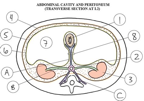 ABDOMINAL CAVITY AND PERITONEUM TRANSVERSE SECTION AT L2 Diagram