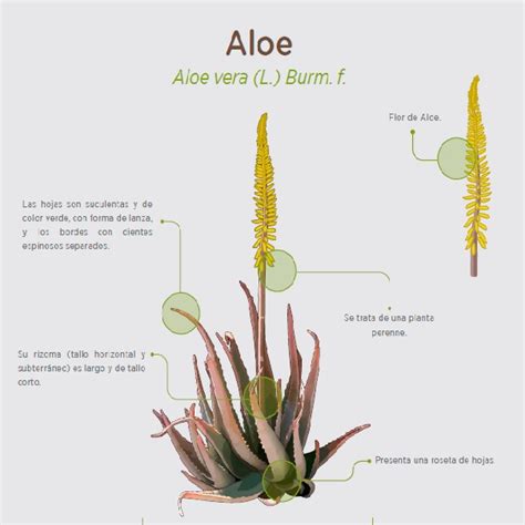 Partes Del Aloe Vera Diario Melilla