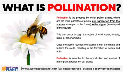 What Is Pollination Definition Of Pollination
