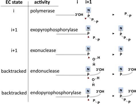 Catalytic Activities Of RNAP Schematic Representation Of Enzymatic