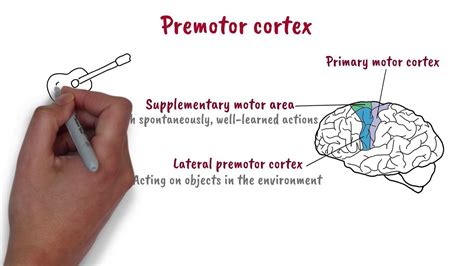 Premotor Cortex Supplementary Motor Area And Lateral Premotor Cortex