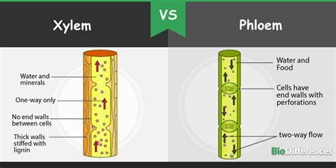 Difference Between Xylem And Phloem Bio Differences