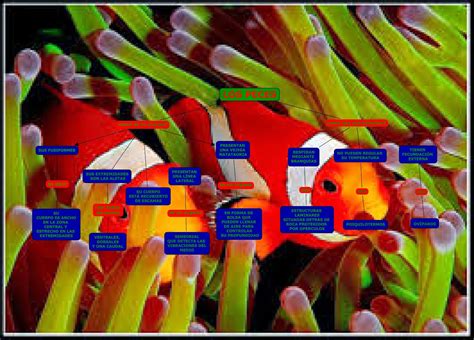 Mapas Conceptuales Taxonomia Vertebrados Pescado Images The Best Porn