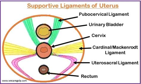 Uterine Prolapse Stages Symptoms Management We Care