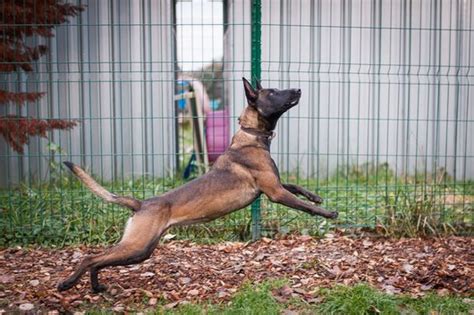 APAGI Shadow CHIEN x Berger Belge Malinois à la robe Fauve charbonnée