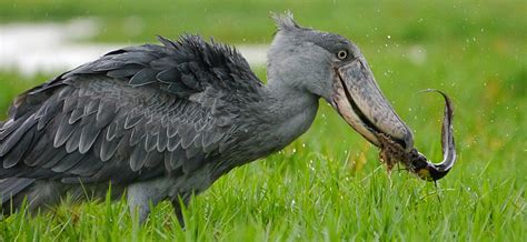 Shoebill Stork Facts Location Size Habitat Photos