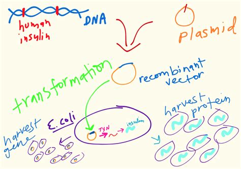 Micro Ch 9 Biotechnology Diagram Quizlet