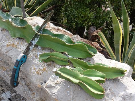 Bouturer L Euphorbe Arborescente